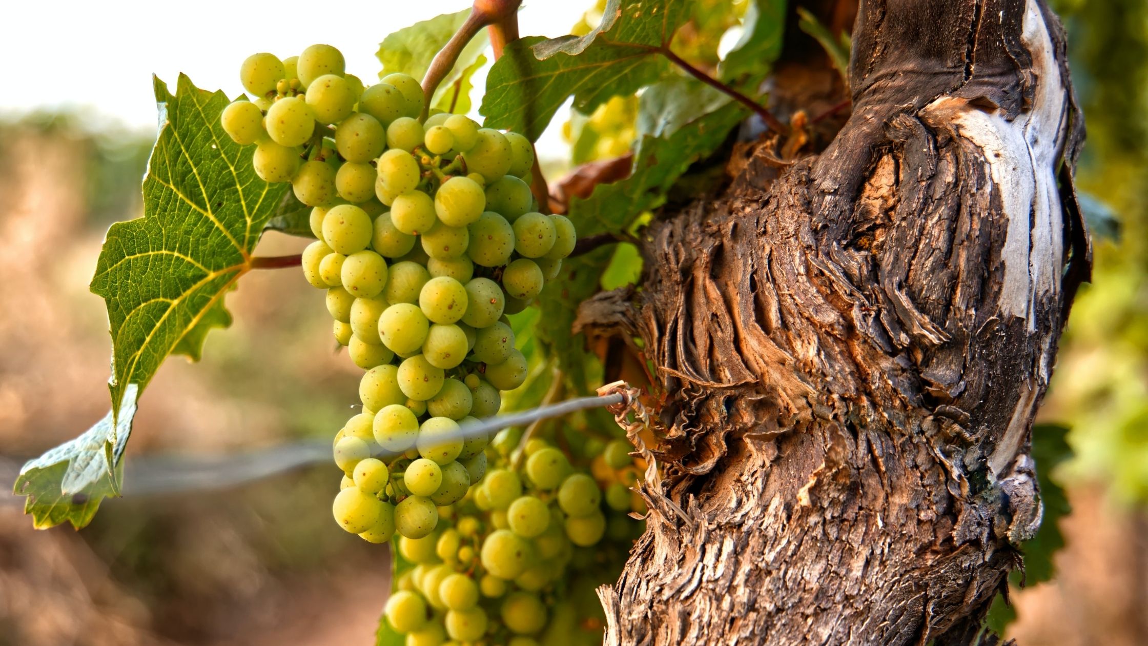 GastroRosé | Aprendi com a videira